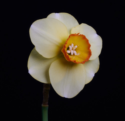 Scarlet Tanager | Flying Colours Daffs