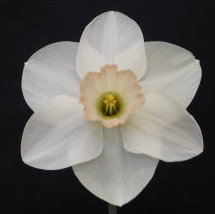 China Doll | Flying Colours Daffs