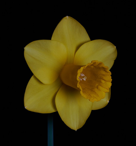 Beaulieu | Flying Colours Daffs