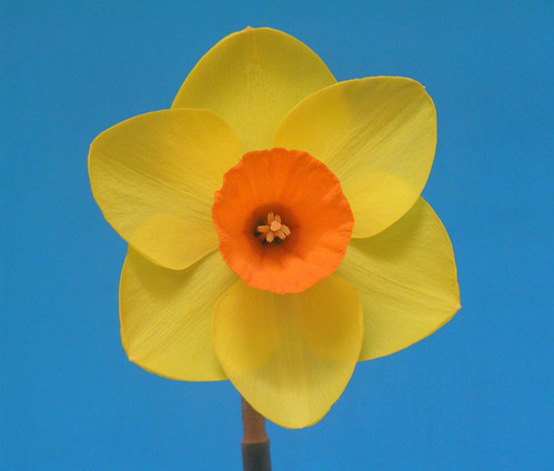 Desmond | Flying Colours Daffs