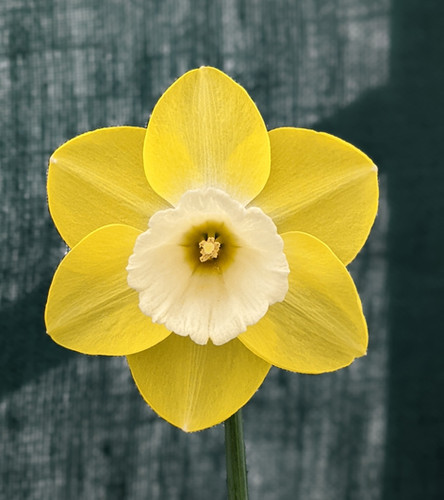 Flor d'Luna | Flying Colours Daffs