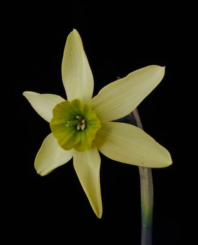 Viridi III | Flying Colours Daffs