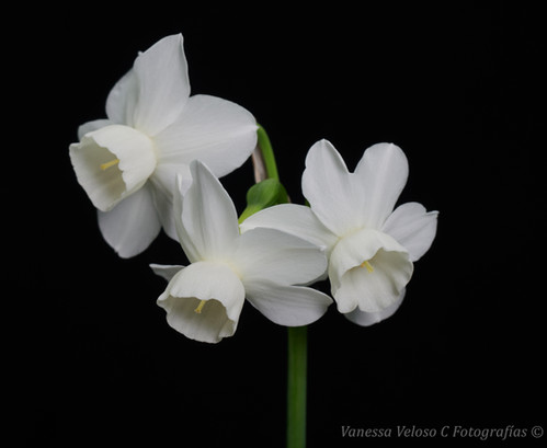 Sutherland Falls | Flying Colours Daffs