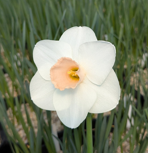 Beauty Rest | Flying Colours Daffs