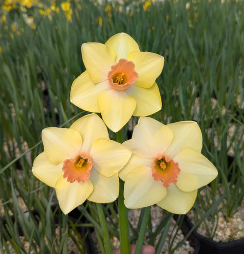 College Road | Flying Colours Daffs