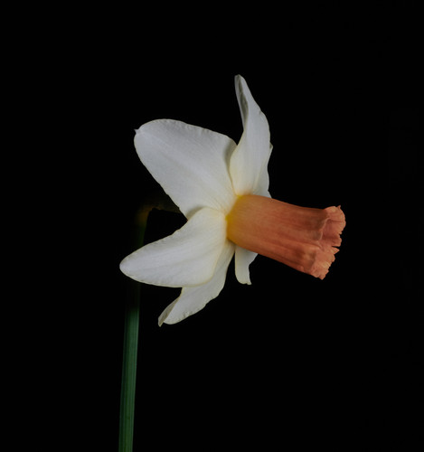 JDW sdl 6009 | Flying Colours Daffs