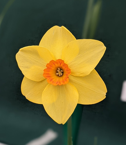 Cape Helles | Flying Colours Daffs