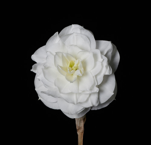 Santa Claus | Flying Colours Daffs