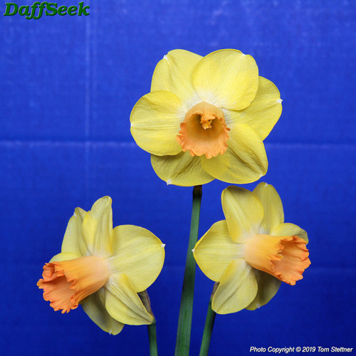 Excimeter | Flying Colours Daffs