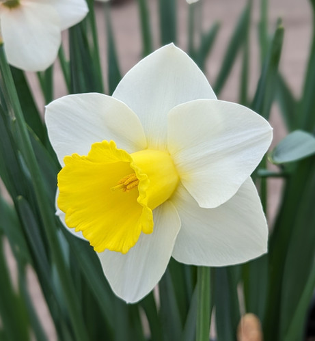 Windy City | Flying Colours Daffs