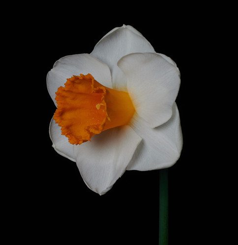 Tangerine Delight | Flying Colours Daffs