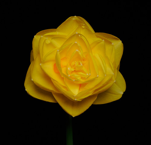 Esteban | Flying Colours Daffs