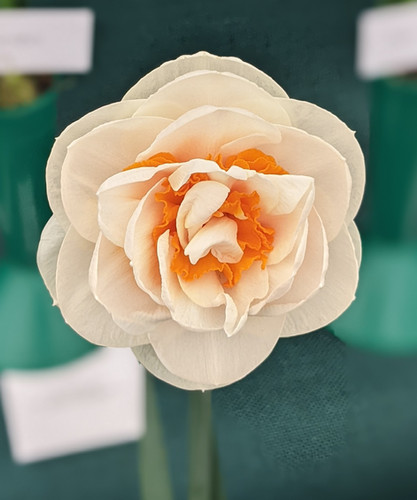 Blossom Lady | Flying Colours Daffs