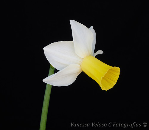 JDW seedling 905 | Flying Colours Daffs