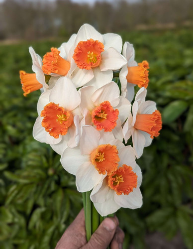 Great Joy | Flying Colours Daffs