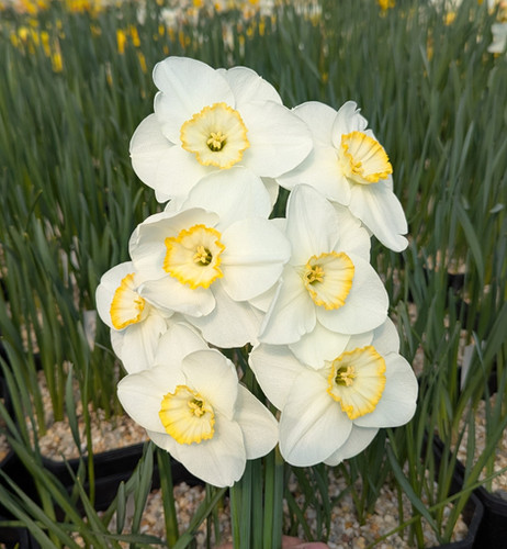 Tycoon | Flying Colours Daffs