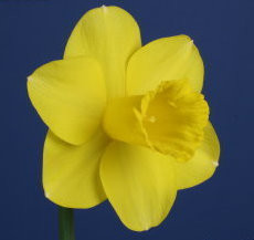 Tuscarora | Flying Colours Daffs