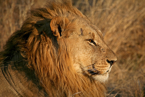 African Animal Calendar | LL Photography