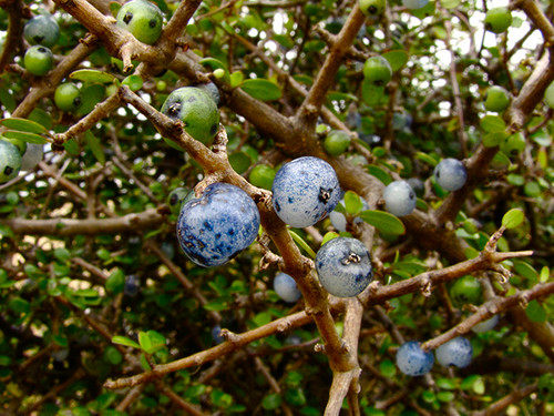 Mingimingi (Coprosma propinqua) | Riparian and Wetland