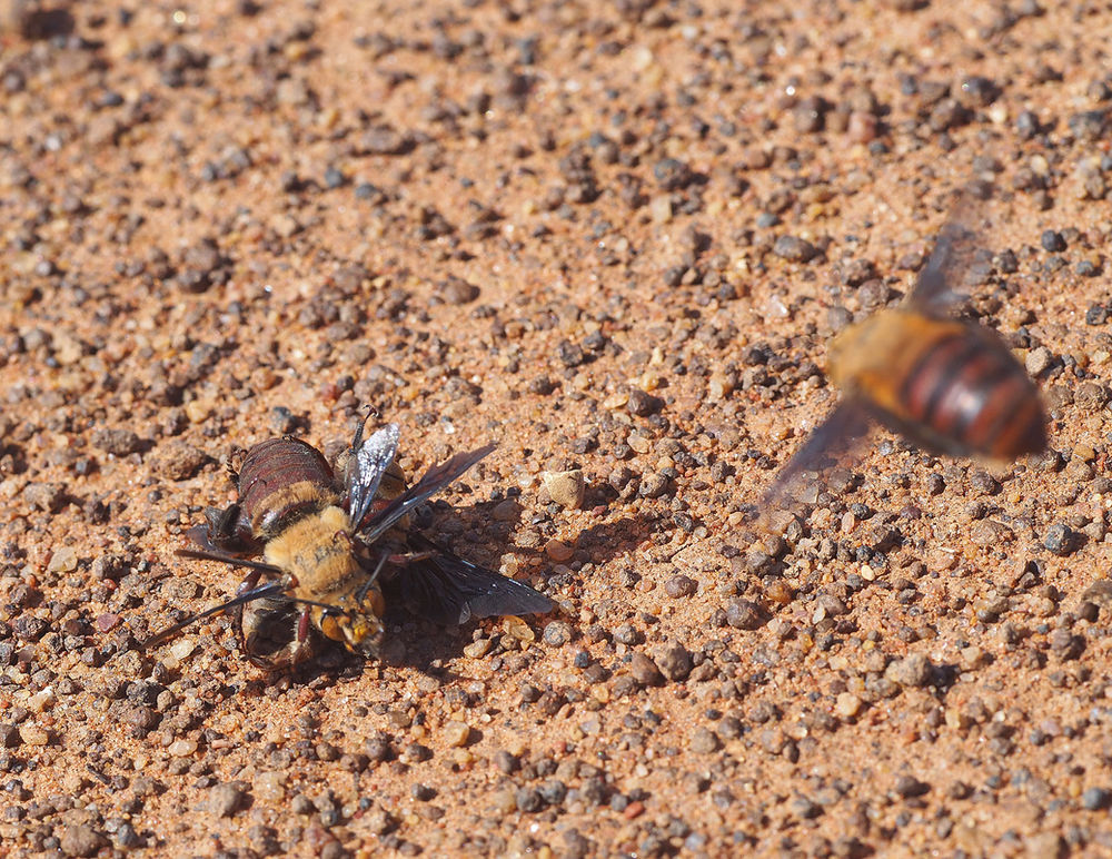 The Amazing Aussie Bee Amegilla (Asarapoda) dawsoni