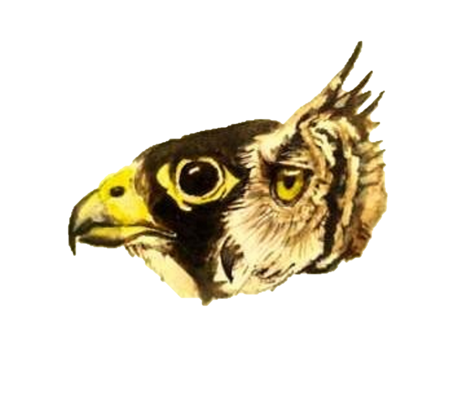 Kwenia Vulture Sanctuary | Kenya Bird of Prey Trust