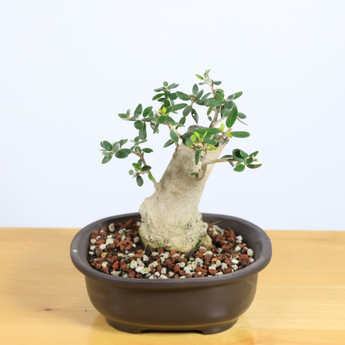 Zeytin Bonsa Europaea Sylvestris No.207 | Bonsai Marketi