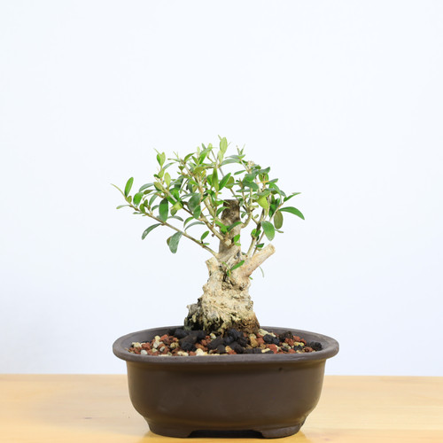 Zeytin Bonsa Europaea Sylvestris No.218 | Bonsai Marketi
