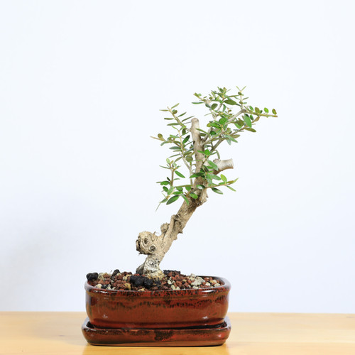 Zeytin Bonsa Europaea Sylvestris No.219 | Bonsai Marketi