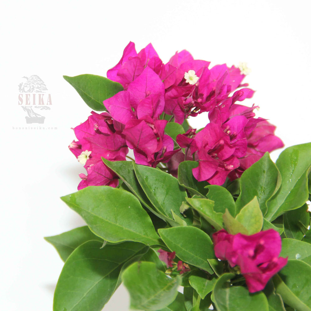 Begonvil - Bougainvillea spp.