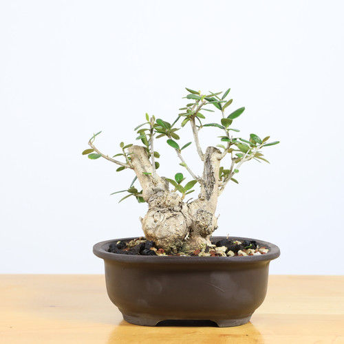 Zeytin Bonsa Europaea Sylvestris No.225 | Bonsai Marketi