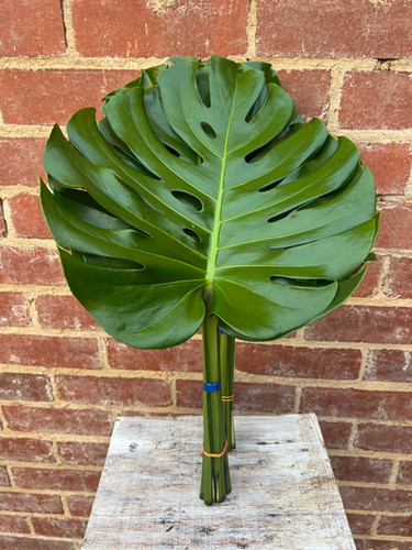 Philo Leaf Monstera | Brunswick Bouquet