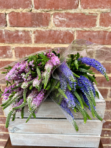 Veronica market fresh bunch | Brunswick Bouquet