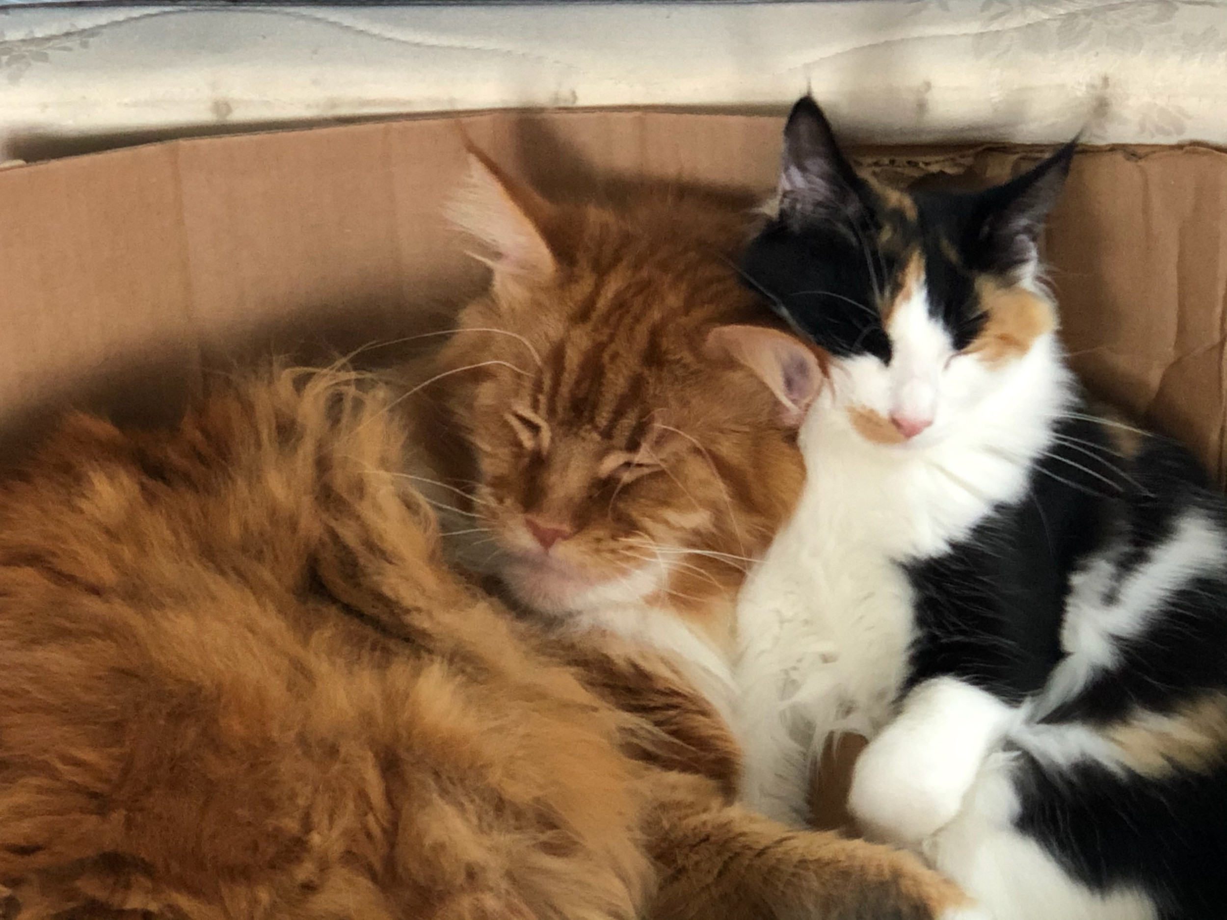 HOME | Maine Coon Cats/GentleGiants Cattery-Alabama and Florida