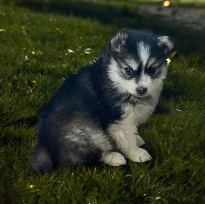 The Essential Guide to Crate Training Your Miniature Siberian Husky