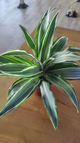 Dracaena Warneckii Compacta | F3 - The Plant Trap