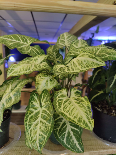 Syngonium Glo Glo | F3 - The Plant Trap