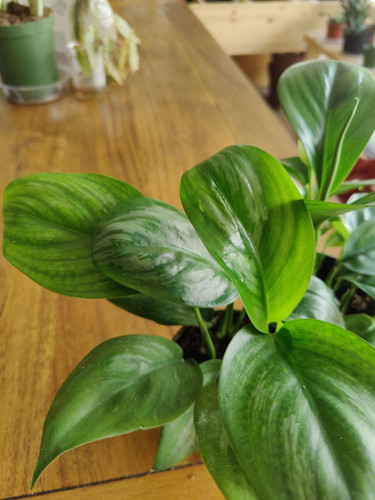 Scindapsus Officinalis | F3 - The Plant Trap