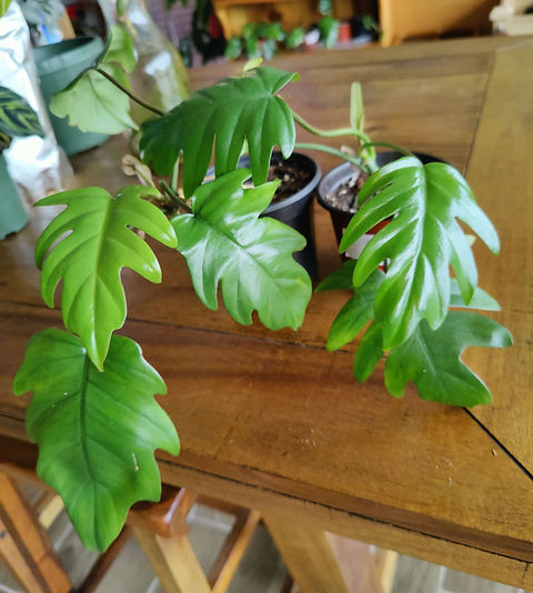philodendron dobbies