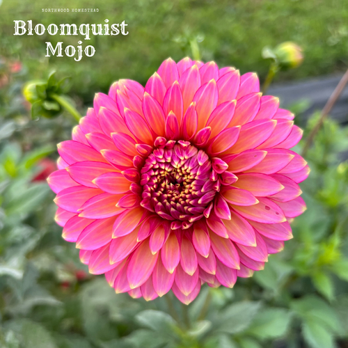 Bloomquist Mojo | Northwood Homestead