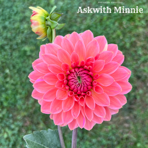 Askwith Minnie | Northwood Homestead