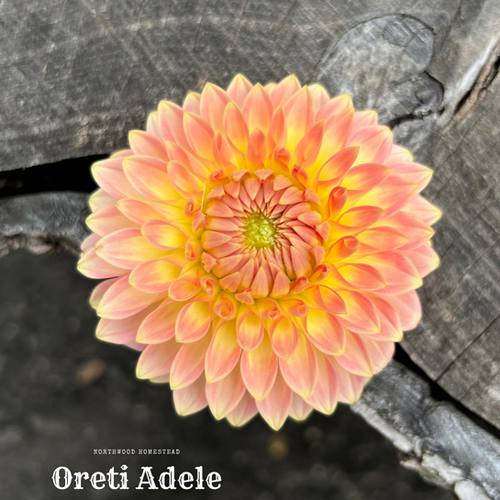 Oreti Adele | Northwood Homestead