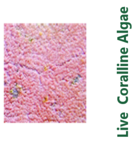 Live Coralline Algae | Florida Reef Labs