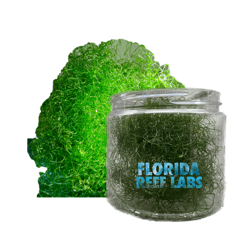 Live Chaeto - Live Macroalgae - Live Clean Chaeto (Chaetomorpha ...