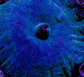 Blue Discosoma Mushroom | Florida Reef Labs