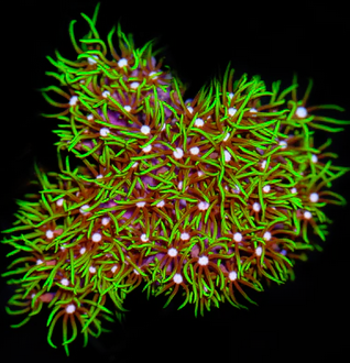 Neon Green Star Polyps Coral | Florida Reef Labs