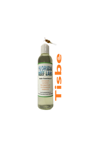 Tisbe Biminiensis - Live Copepods | Florida Reef Labs