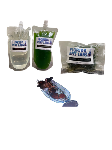 Live Starter Kit - (Copepods / Phytoplankton / Chaeto / Rotifers ...