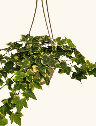 Gold Child Ivy | Fisher Nursery