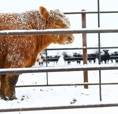 Galleries | Roberts Cattle