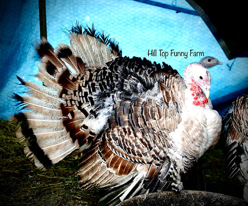 Sweetgrass Turkeys | Hilltopfunnyfarm